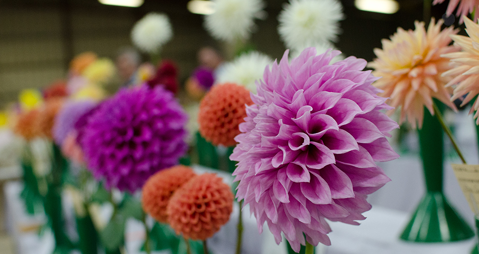 111th Tanunda Show | Where Barossans have met to show and share the ...