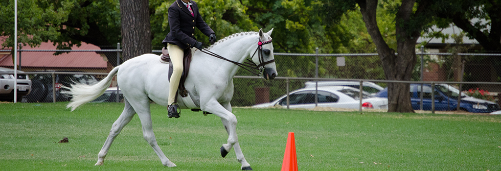 RING 2 (First) OPEN CLASSES | 112th Tanunda Show